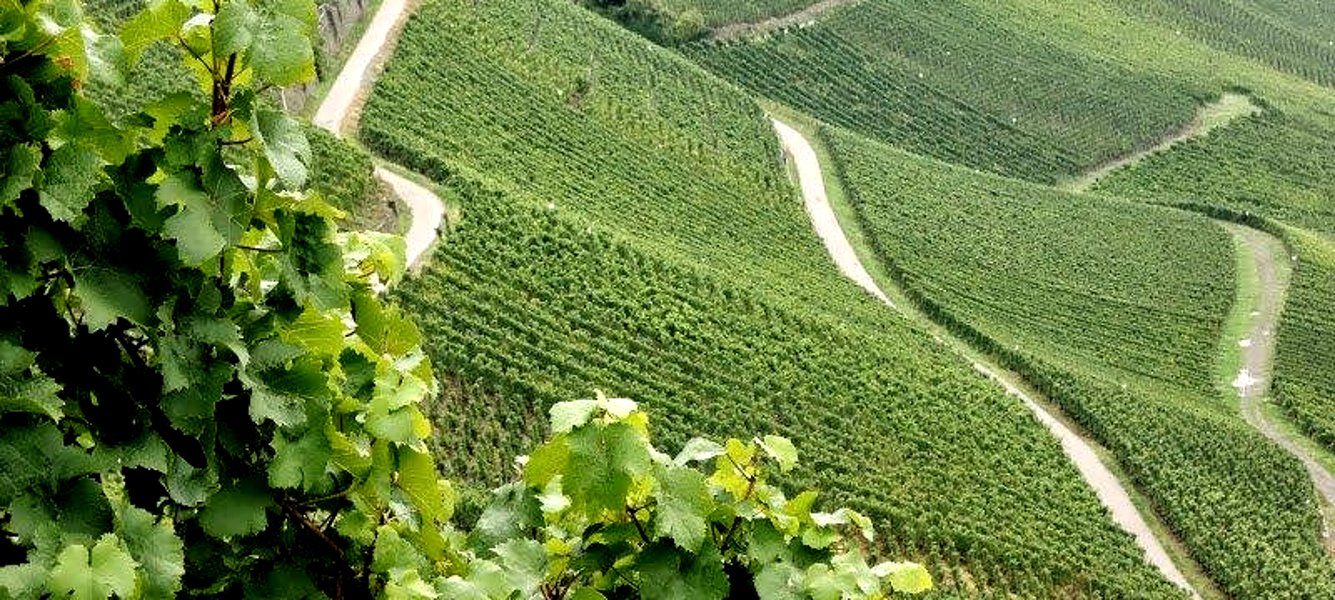 Weinanbaugebiet Mosel | Stadt Schweich